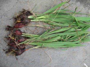 Cây Tỏi Độc - Đặc điểm thực vật, công dụng, thành phần hóa học