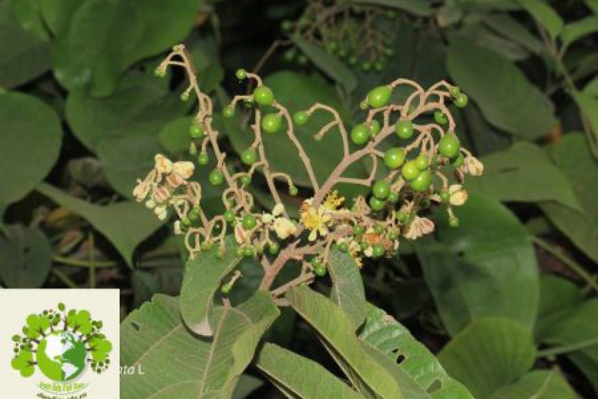 Bung lai, Chu ka (Quảng Ninh): Microcos paniculata L. - Dược Liệu Việt Nam