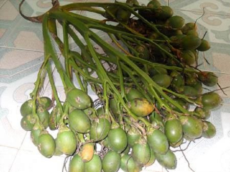 Cây Cau - Đặc điểm thực vật, công dụng, thành phần, kiểm nghiệm