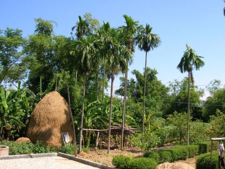 Cây Cau - Đặc điểm thực vật, công dụng, thành phần, kiểm nghiệm