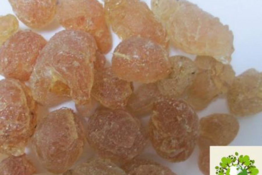 Gôm Arabic - Đặc điểm thực vật, công dụng, thành phần, kiểm nghiệm