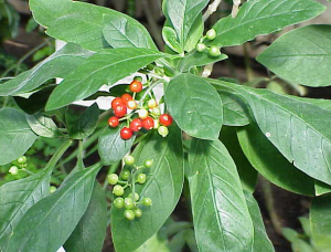 Cây Ipeca - Đặc điểm thực vật, thành phần, công dụng và tác dụng