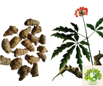 Cây Tam Thất - Tên khoa học, thành phần, bộ phận dùng, công dụng