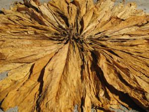 Cây Thuốc Lá- Đặc điểm thực vật, công dụng, thành phần hóa học